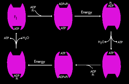 The Biochemistry Book - Mitochondria