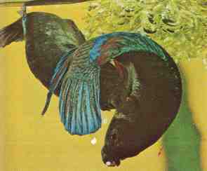 Breeding Betta splendens: my story